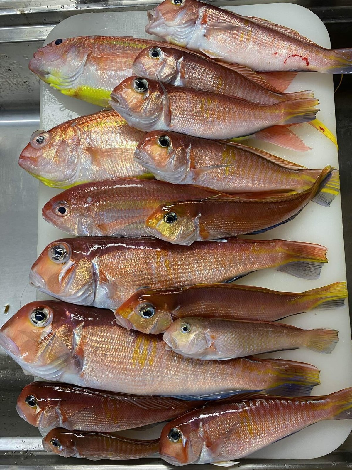 2024/10/25 船釣り（アマダイ）＠茅ヶ崎港・沖右衛門丸｜Akki