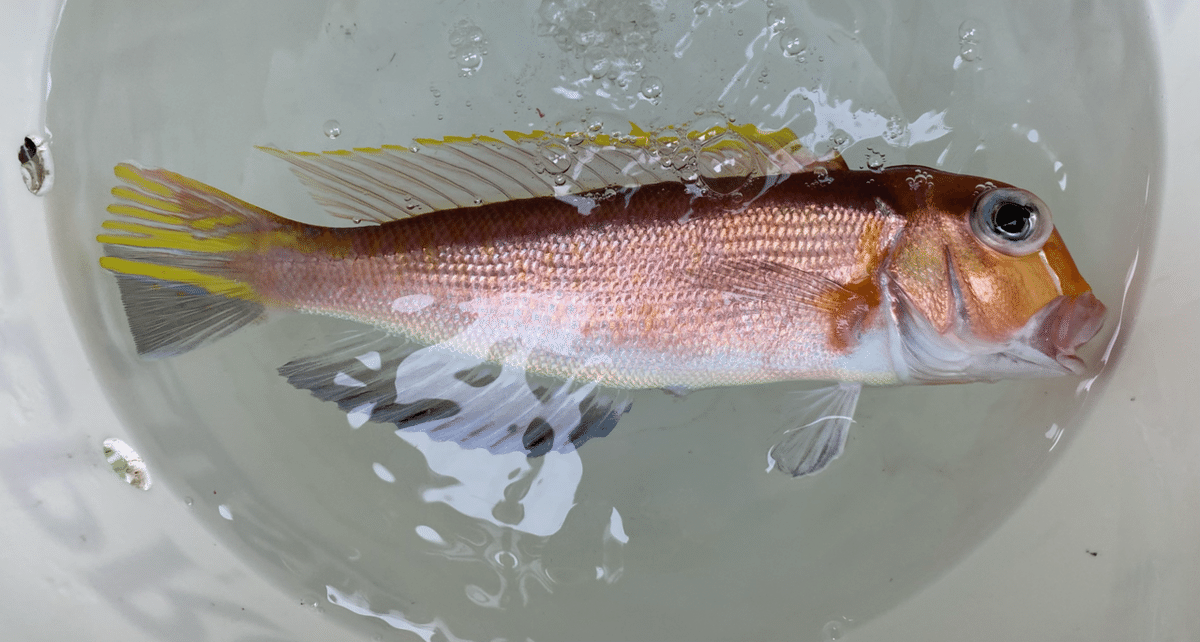 2024/10/25 船釣り（アマダイ）＠茅ヶ崎港・沖右衛門丸｜Akki