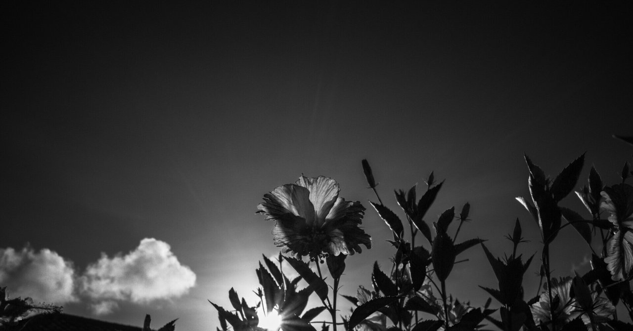 石垣の旅スナップ/GR3 〜朝｜Noki.jp|Buzzed photos