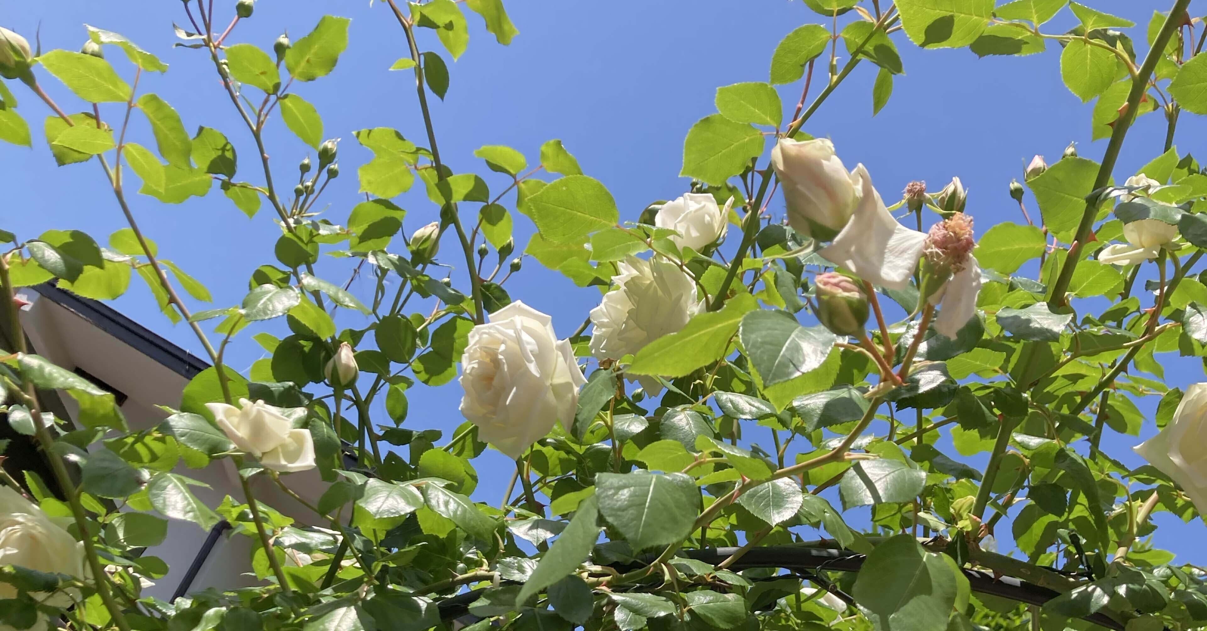 The Tarnie’s｜note