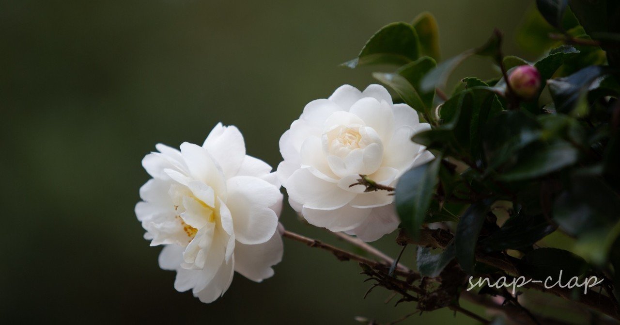 冬に向かう季節｜snap-clap！ ～ホームカメラマンmariko～｜note