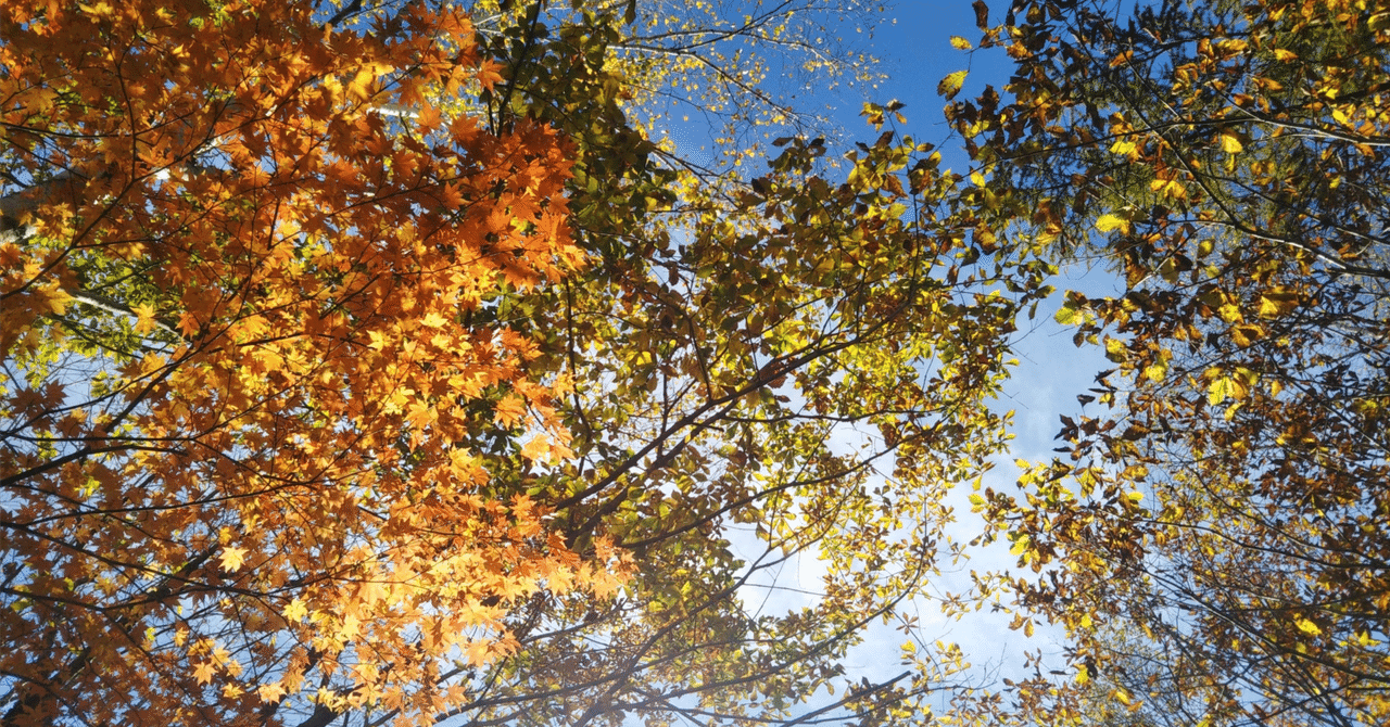 ツインレイ〜彼の気持ちを知りたい？｜Risa〜あなたの心の声聴きます〜