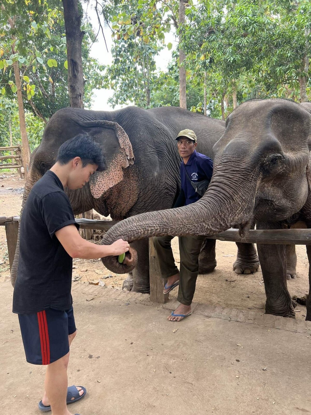 【day15】ルアンパパーンでゾウ使いになってみた！｜SHINBLOG