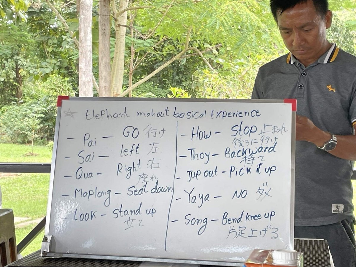 【day15】ルアンパパーンでゾウ使いになってみた！｜SHINBLOG