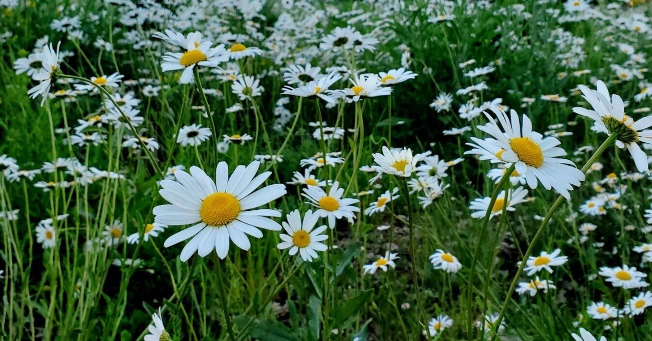 言語に隠された文化と心｜Matti