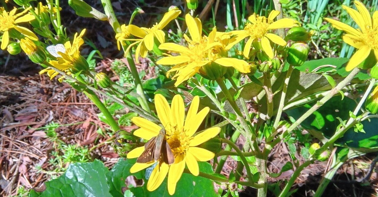 ツワブキ（石蕗）｜mimi fleur