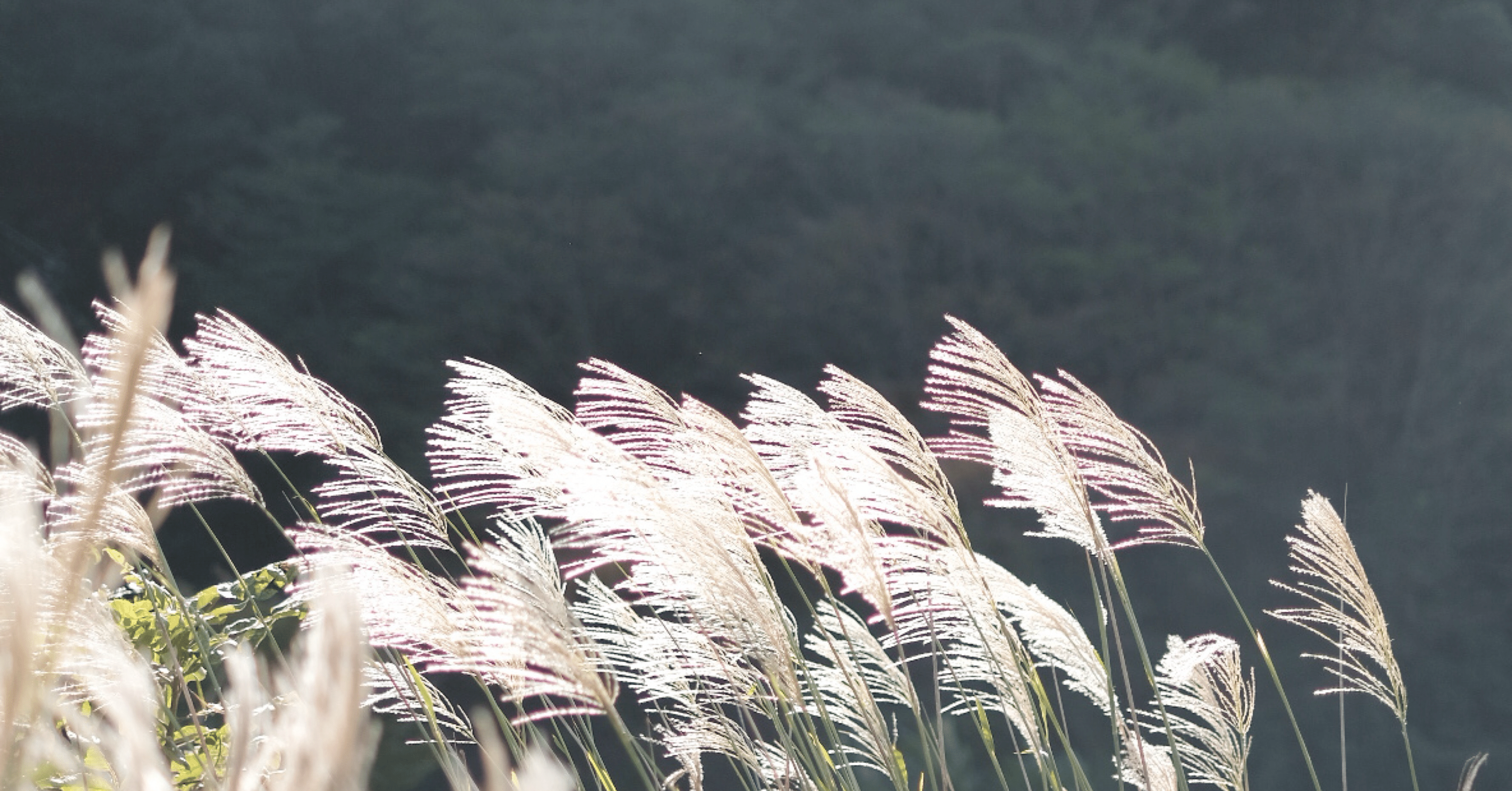 音楽と暮らし｜nami｜note