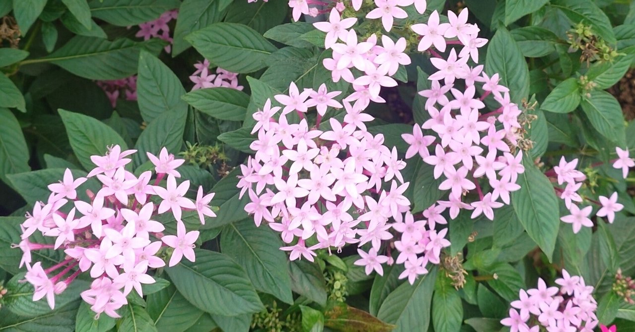 苦手なもの｜zizel