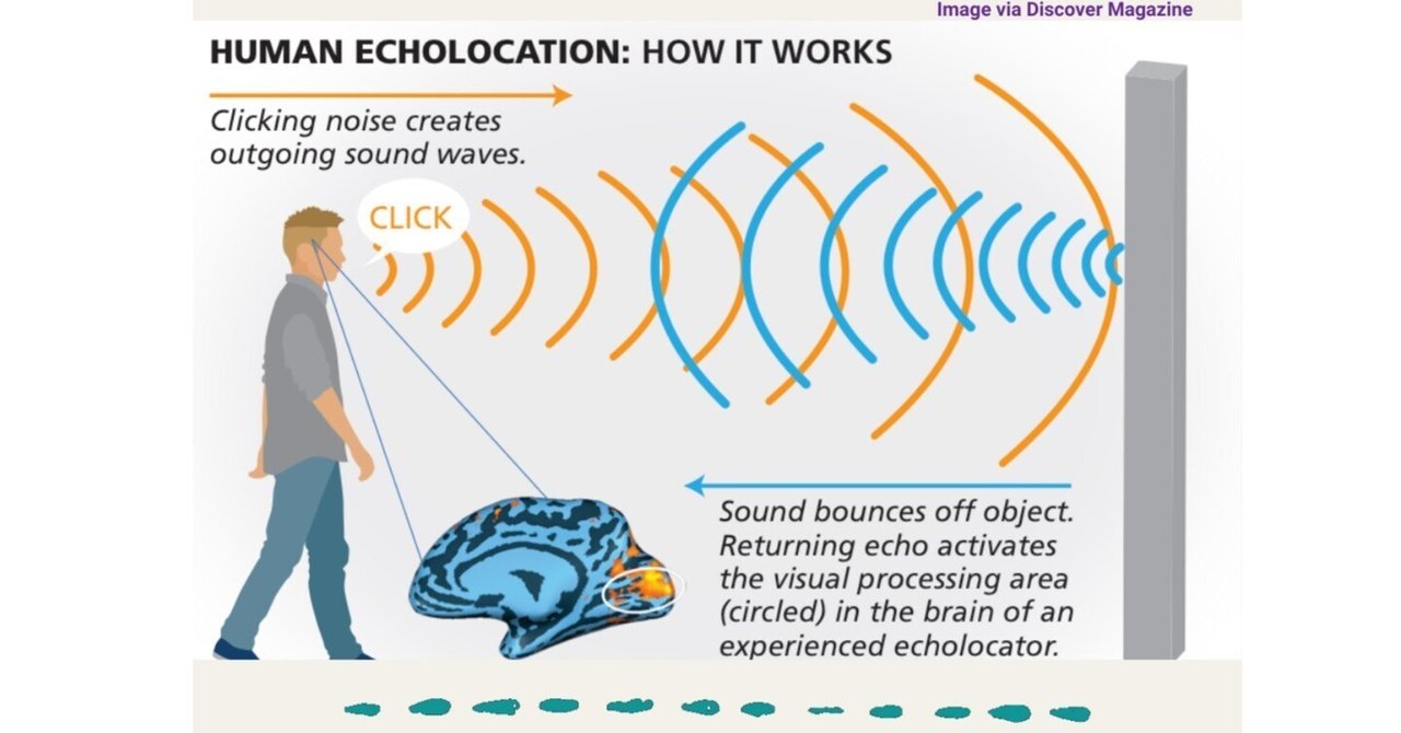 Echolocation｜Ռոշանակ (Roshanak)