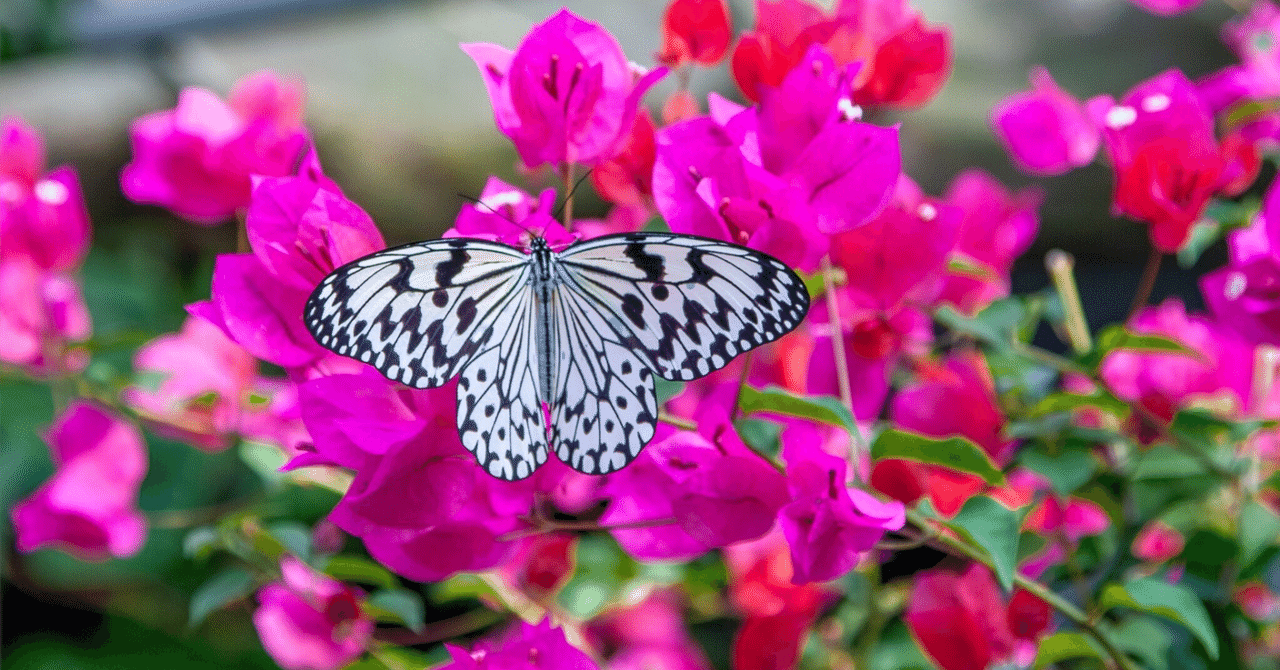 生きることへの真剣さ｜a_koda