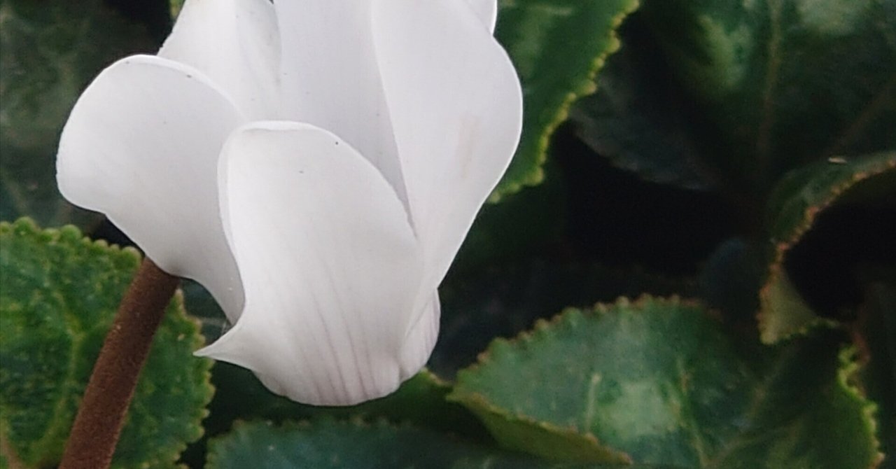 心婚性活③｜kumiの93部屋