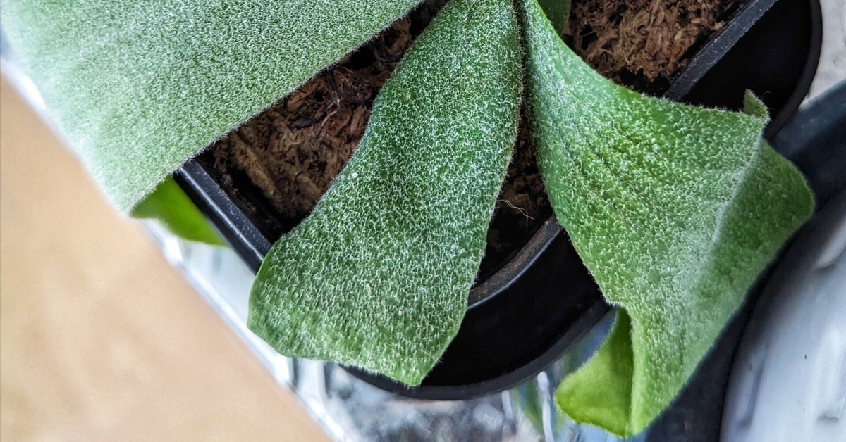 ビカクシダを、腰水、水なしで育てた場合の成長速度を比較した｜kako-jun