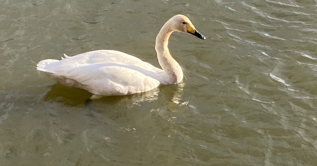 冬が始まるストーリー｜true_tree_