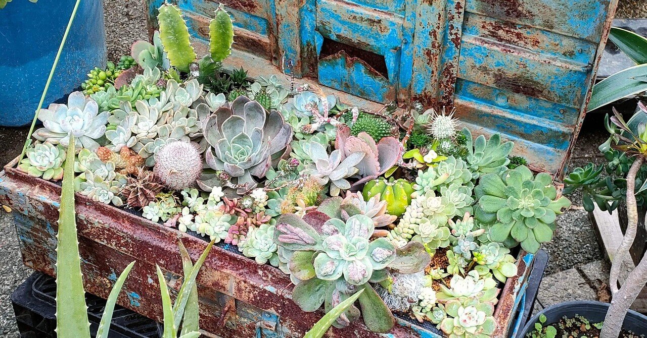 多肉植物入門「リースを作る」｜yoshie_FW