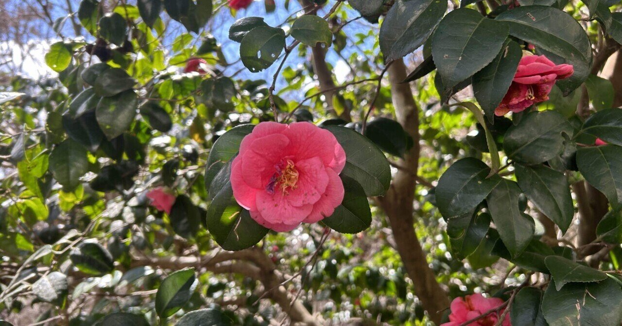 yuzuki-pengel｜note