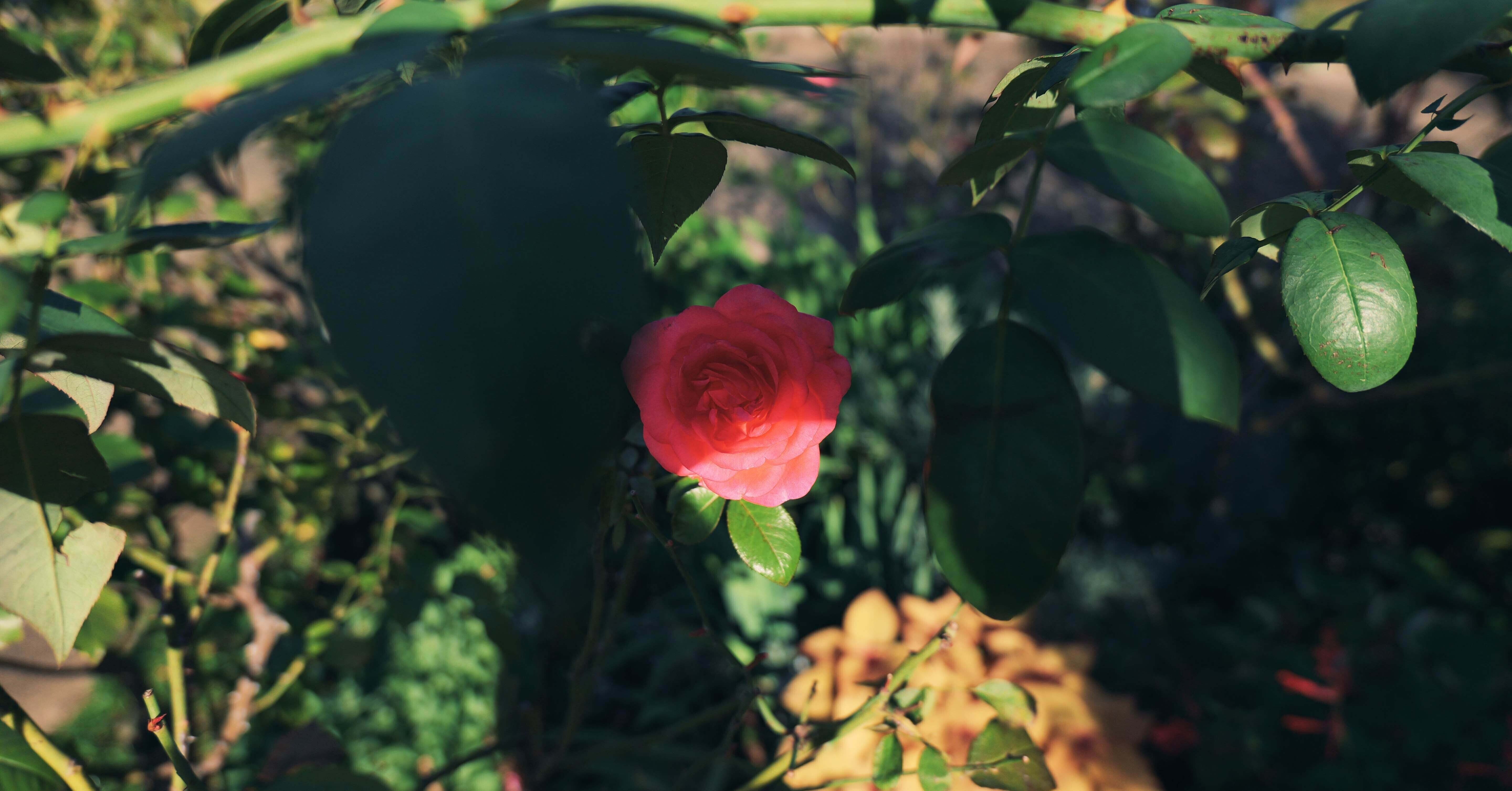 Yumeka | 夢夏｜note