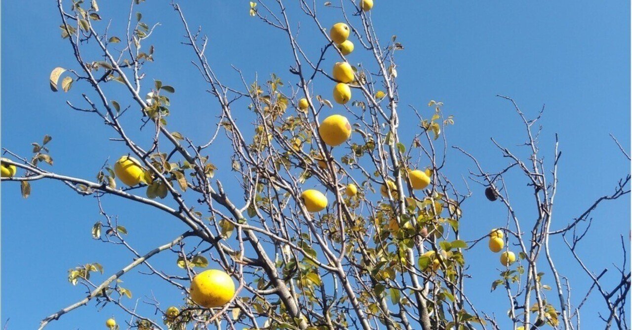 カリン（花梨）｜mimi fleur