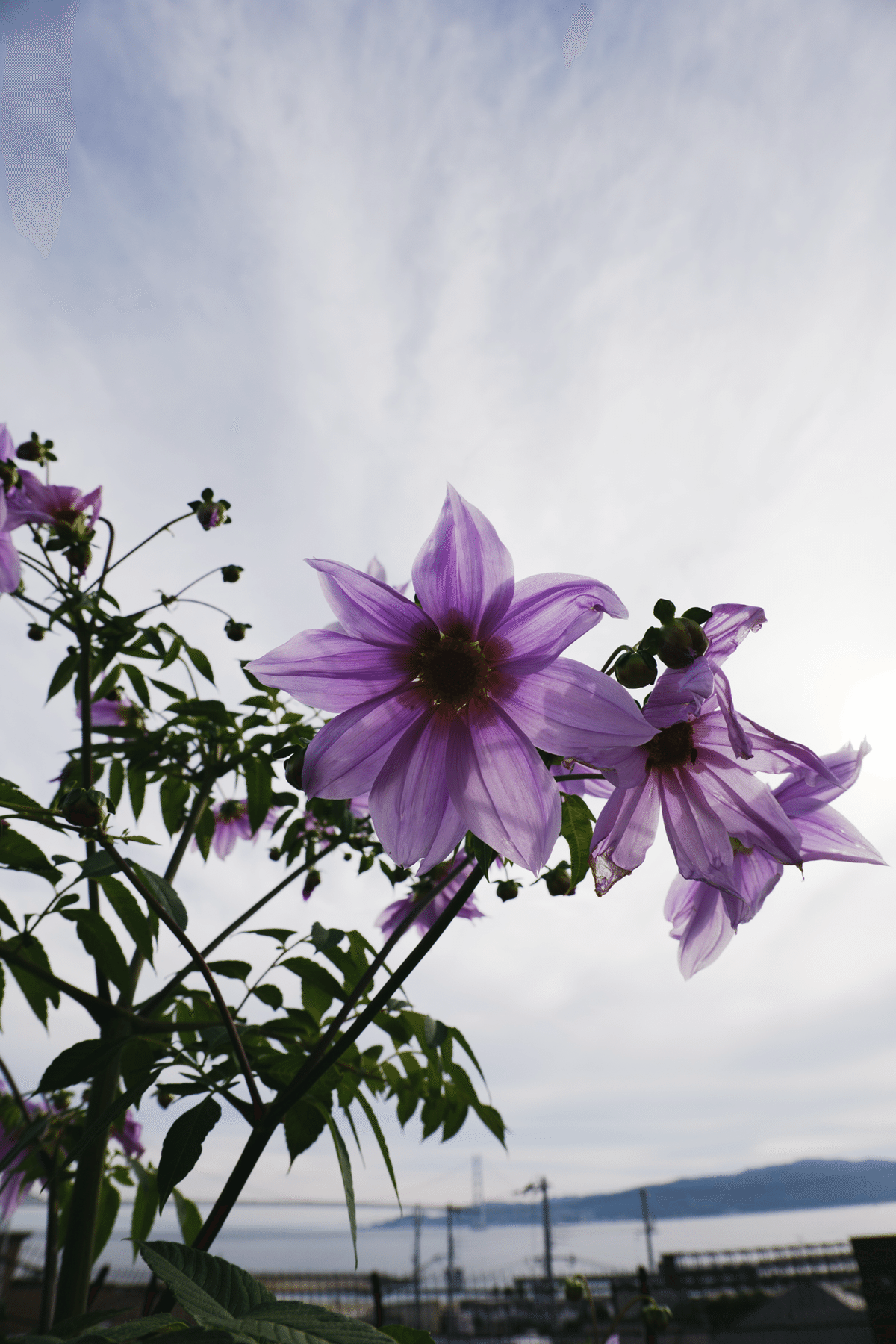 今年も皇帝ダリアが見れた｜sgk