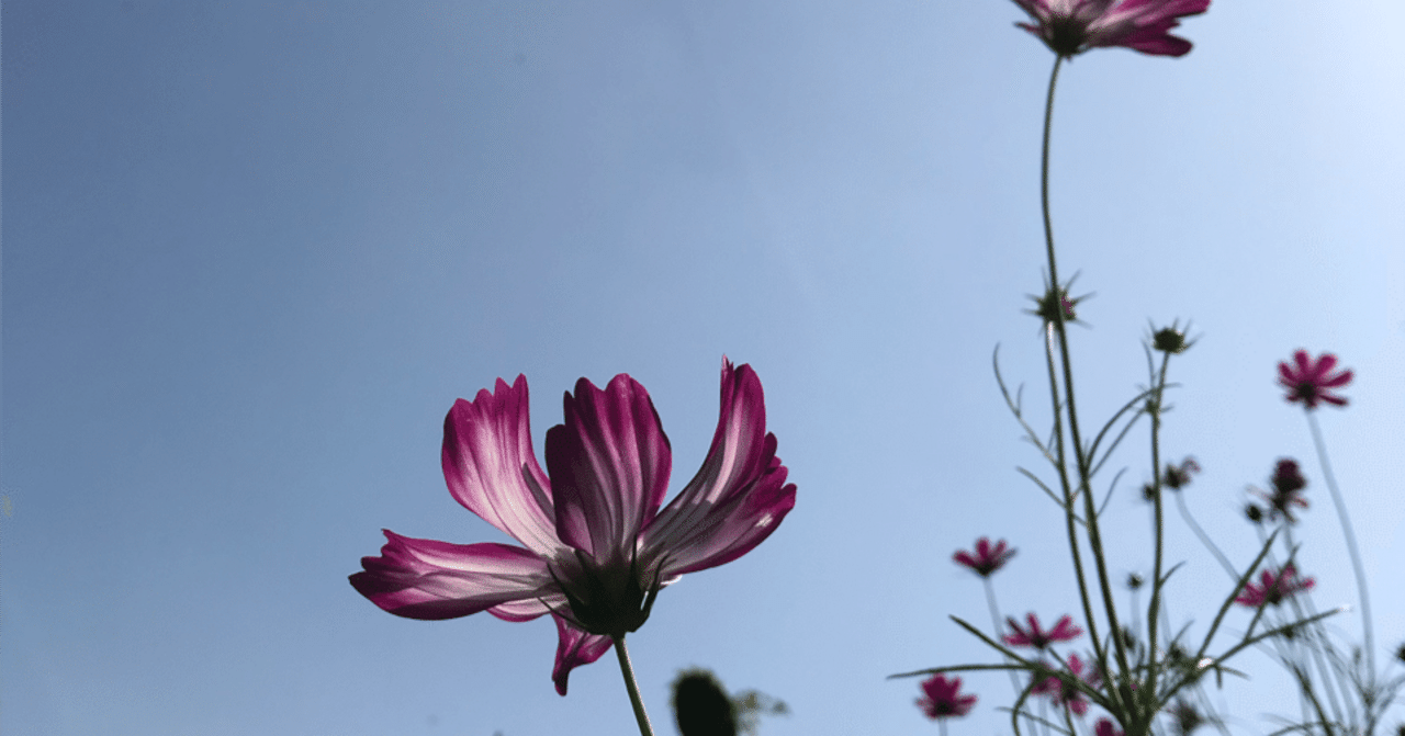 耳下腺リンパ節の多形腺腫摘出のお話｜asaco