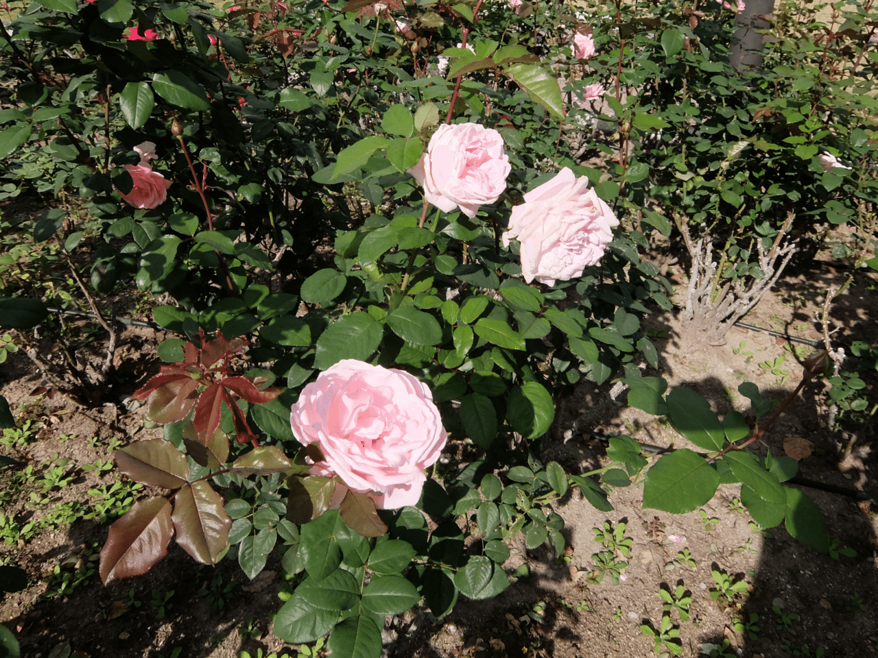 FUJIFILMのコンデジXQ2で撮る秋の荒牧バラ公園｜okwohs97