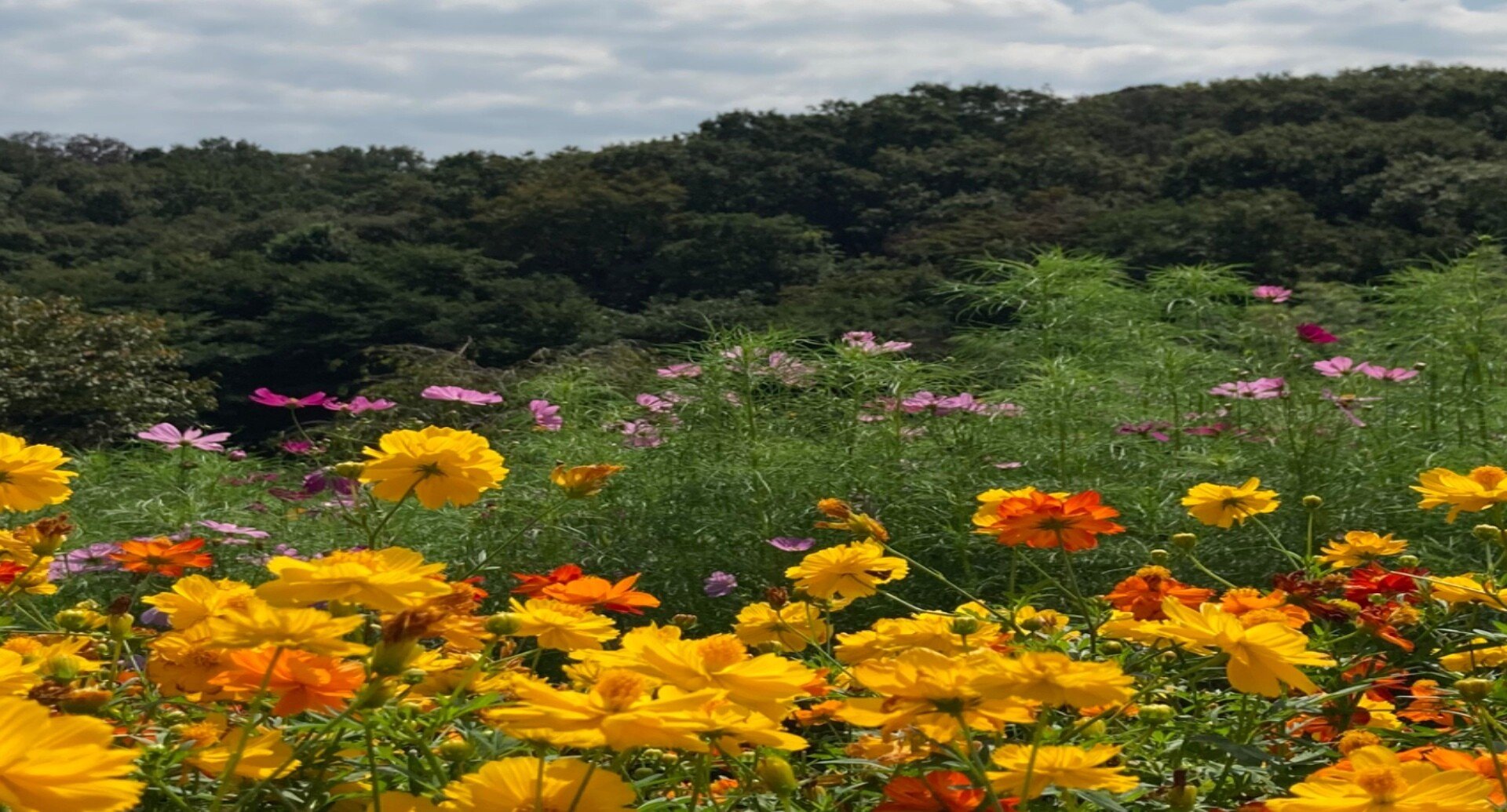 駐在妻（夫）の初期のお悩み｜Mama Eri｜note