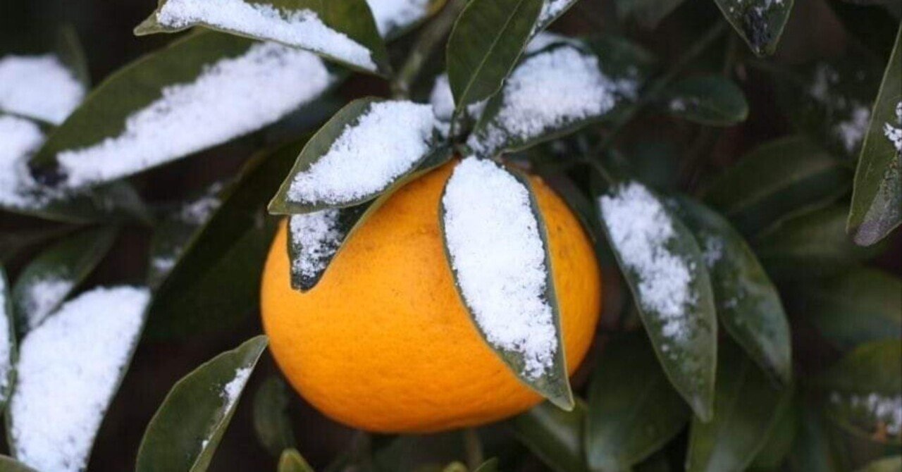 宇多田のうたに憧れて/ペンネームに込められた想い｜琴ノ葉みかん (Mikan Kotonoha)