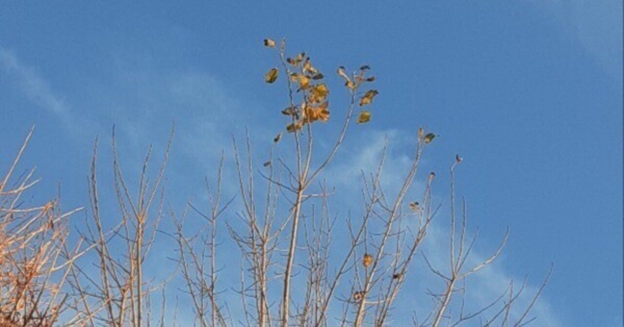 ガンガン自分で読もう、ホロスコープ（2）｜ohabari_t7