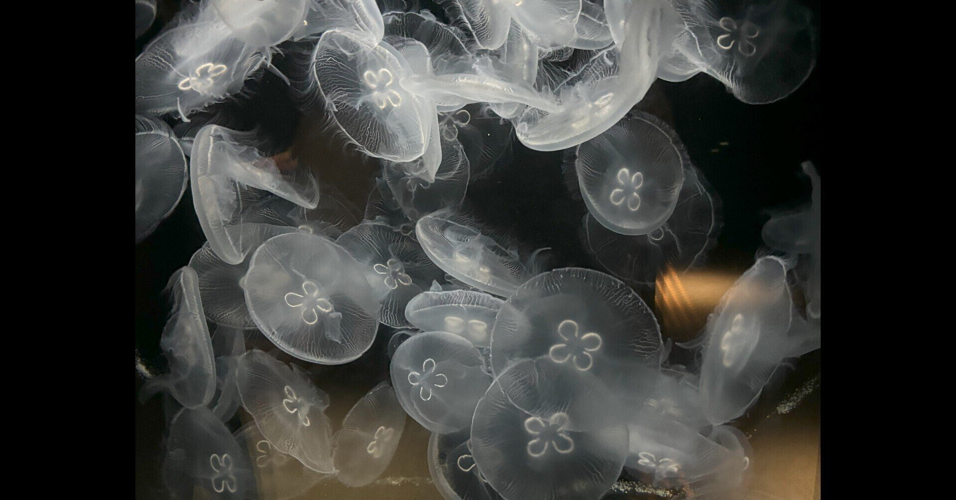 Fragile Musics｜note