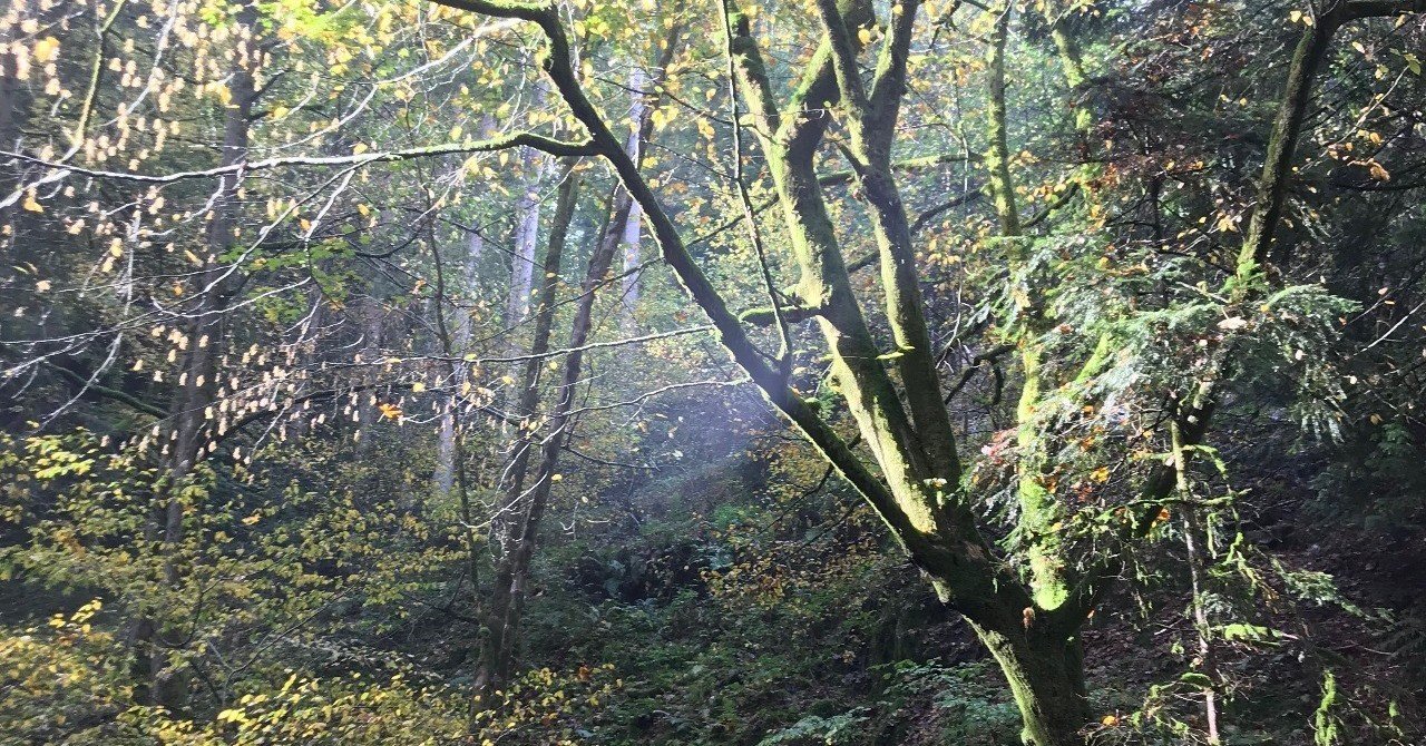 霜月下旬に思うこと｜金子遥洵（Yojun Kaneko）