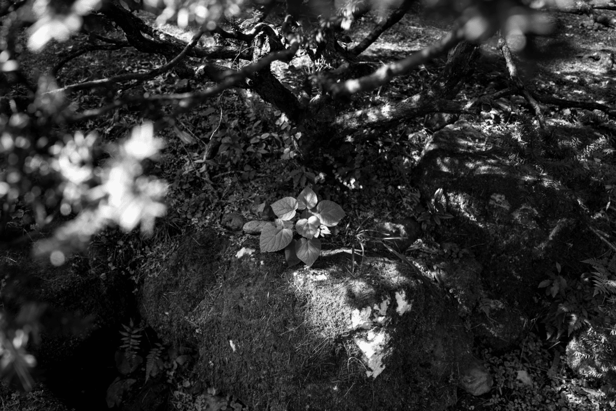 日記と珈琲_10月の裏側｜米谷隆佑｜Yoneya Ryusuke