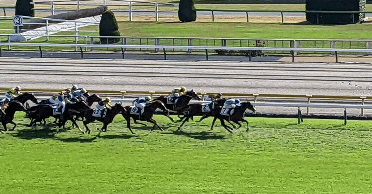 今日の軸馬 - 24/11/16｜つばみ / Ryosuke Murakawa