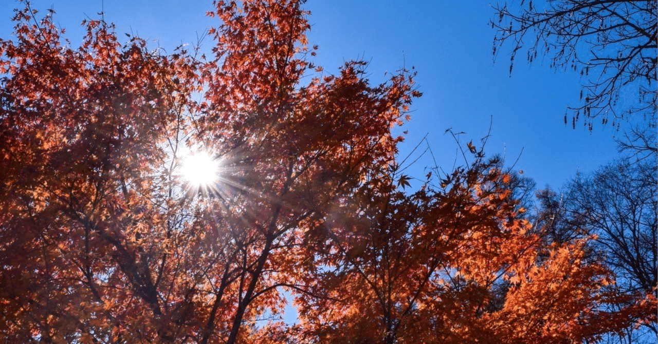 夢が叶った！！デイキャンプで「太陽礼拝」🌞｜栗生 知永子｜Kuriu Chieko