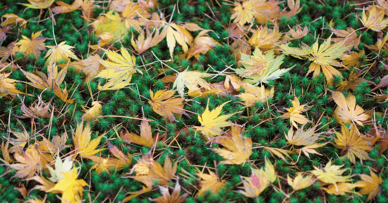 パニック障害だけど、電車での遠出をがんばりました。｜白玉ころた