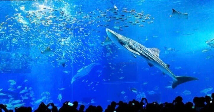 okinawa_local｜note