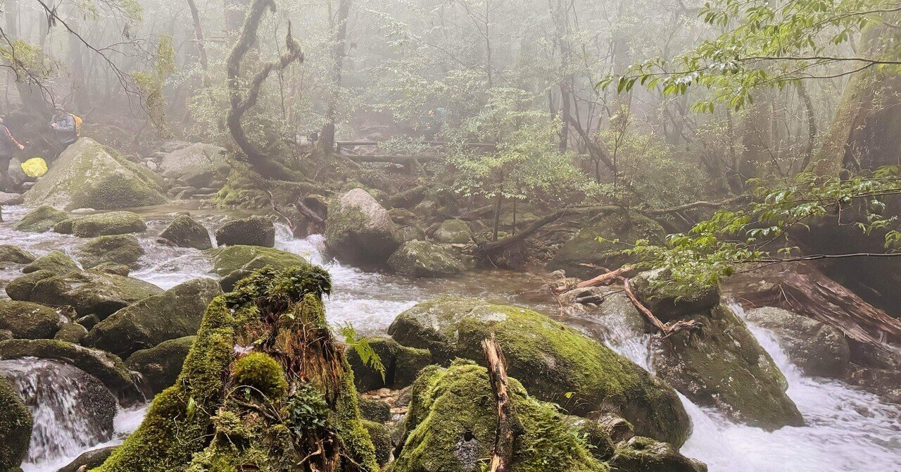 憧れの屋久島 1日目はずぶ濡れ白谷雲水峡｜旅人になった私