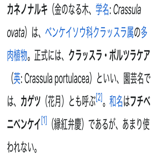 金の成る木を育てたい(1年目)｜utsugi_yuma