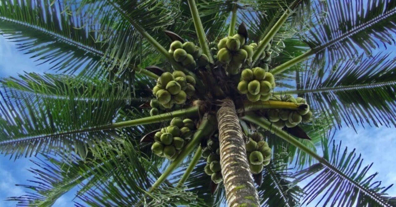 My Ka'ao：あの時あの場所で会ったのは？一体どんな意味が？｜ナル🌈／DEEPなアロハを伝える使命を持つフラ講師／ジオガイド／古代出雲探求 ...