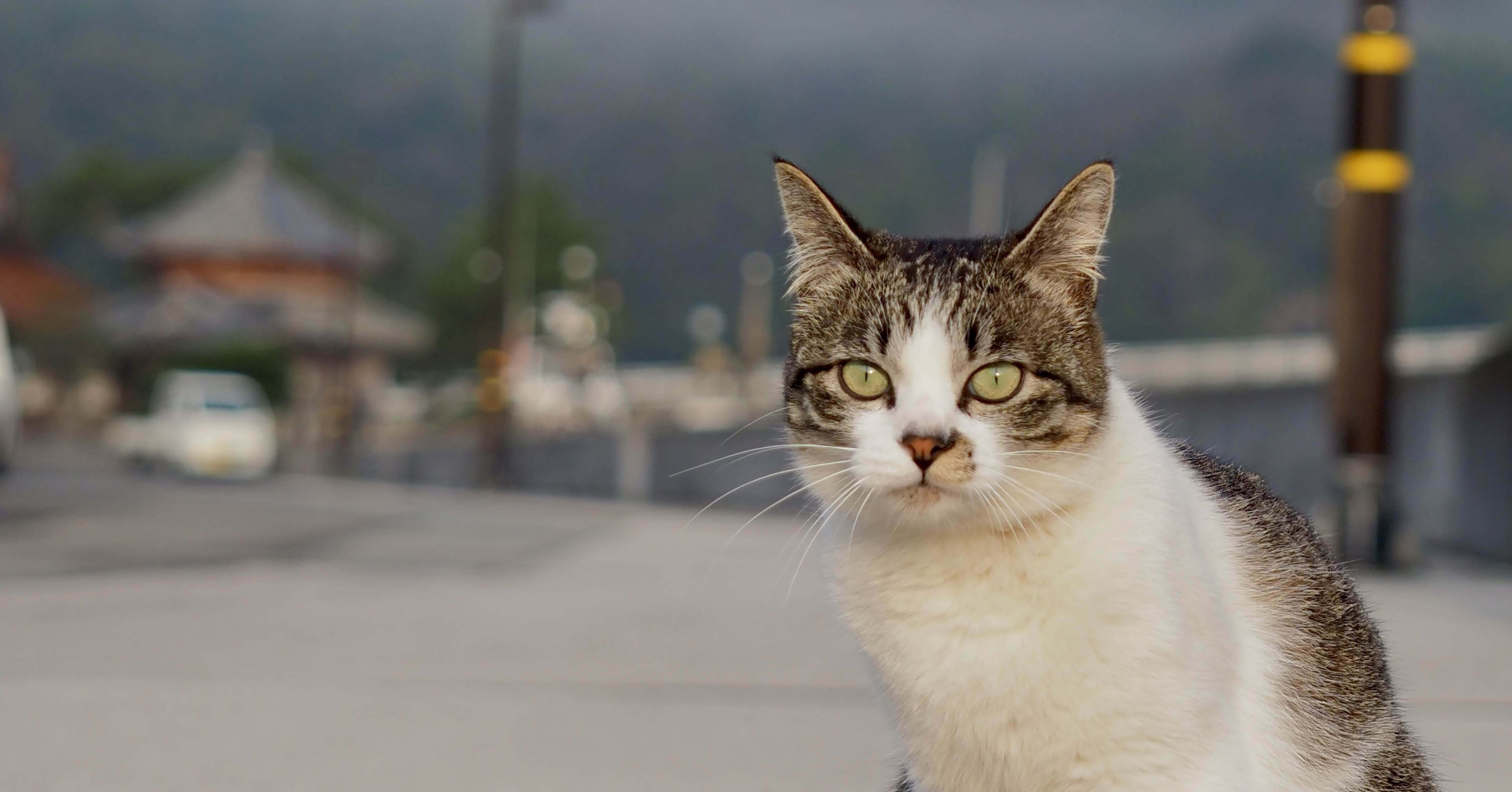 龍 竜馬 / Ryoma Ryu｜note