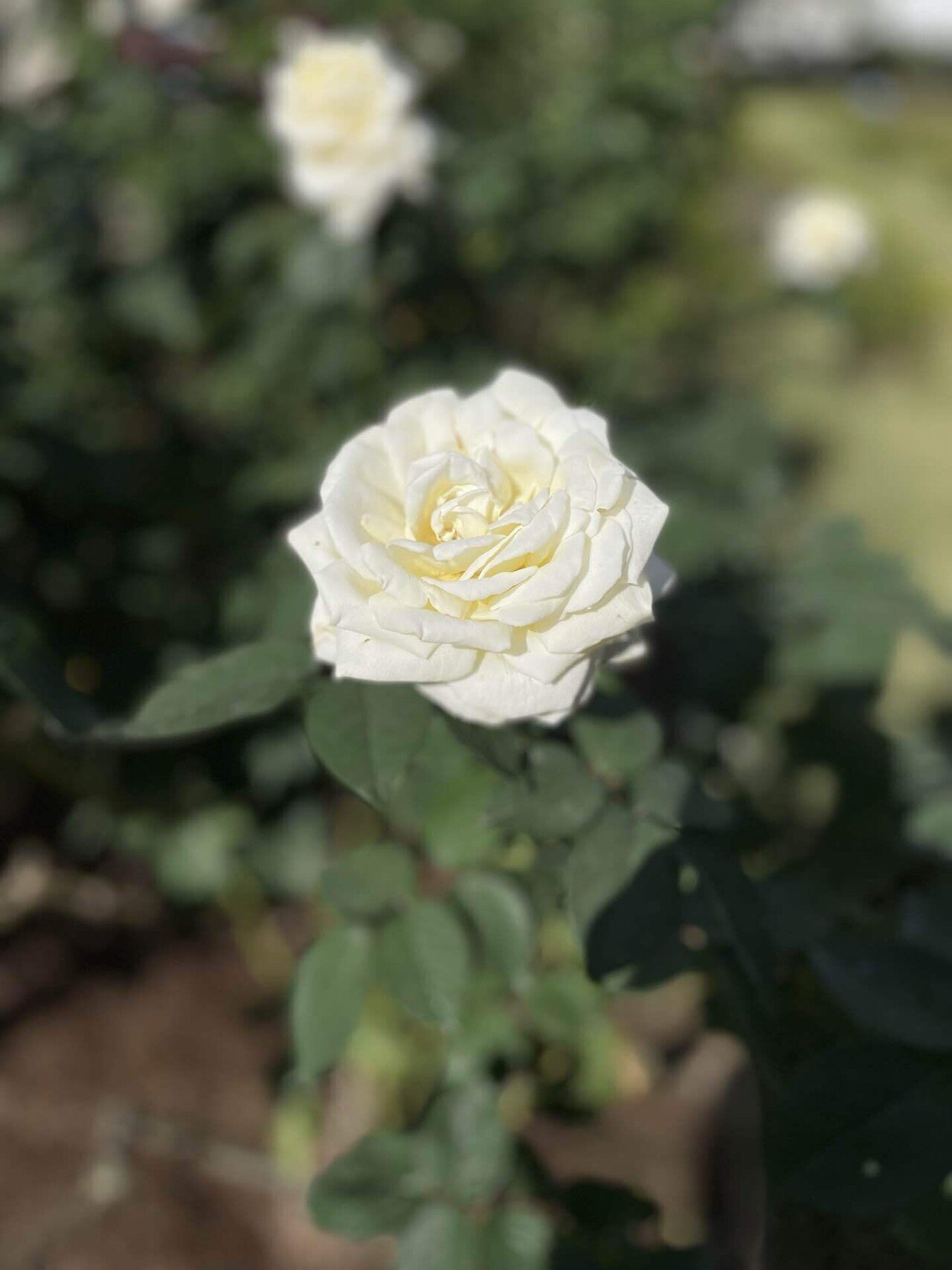 谷川俊太郎さんが逝去されたとのこと。 合掌。 https://ja.m.wikipedia.org/wiki/%E8%B0%B7%E5%B7 ...