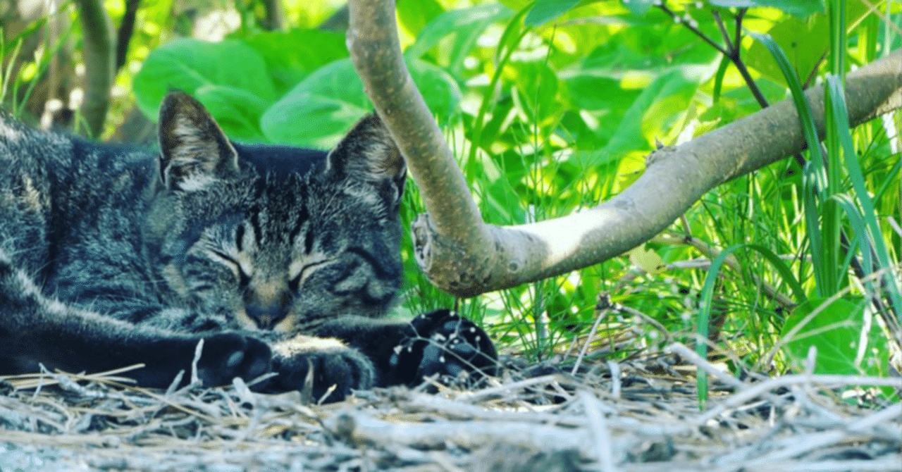 #1343 自由と孤独のバランスを取り方と葛藤｜FIXER