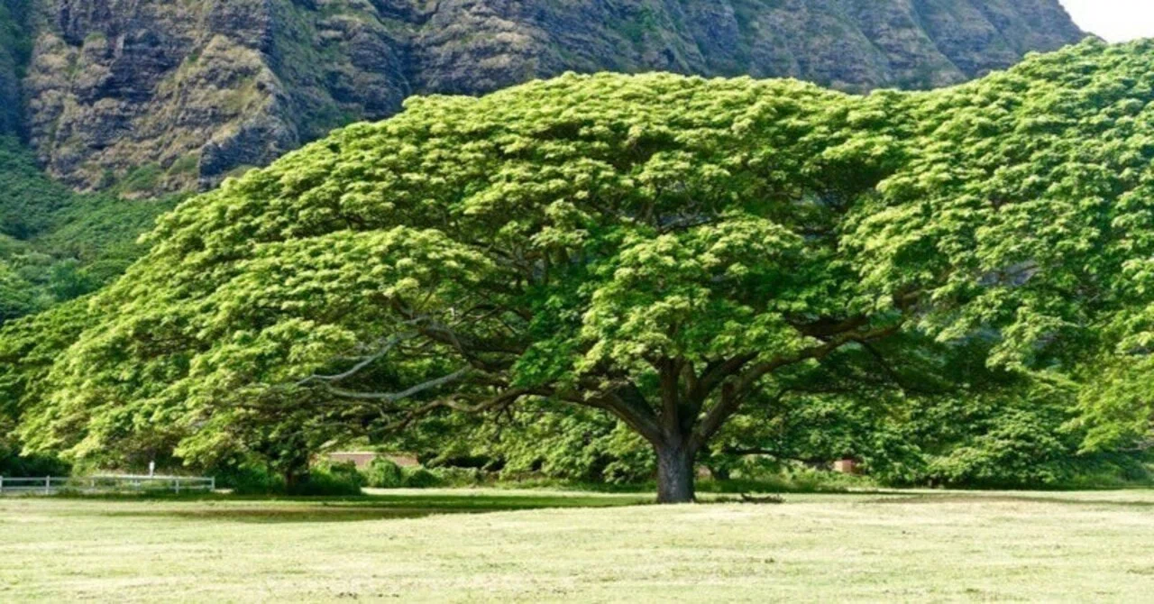 ②My Ka'ao：あの時あの場所で会ったのは？一体どんな意味が？｜ナル🌈