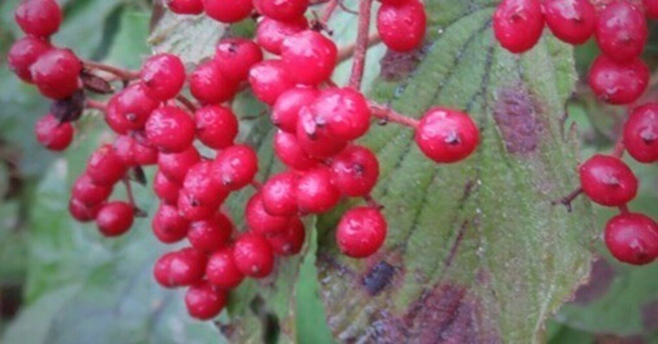 赤い実-莢蒾(がまずみ)の #短歌｜稲美 里佳 Rika Inami