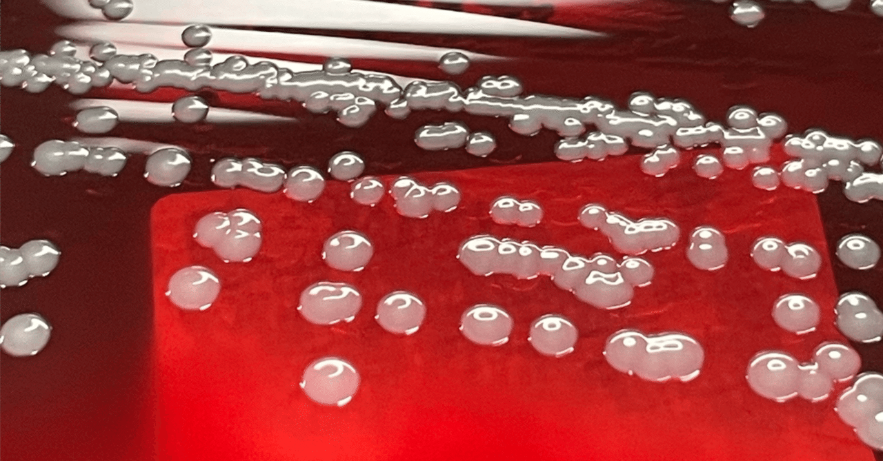 Staphylococcus argenteusについて｜kohei hasegawa