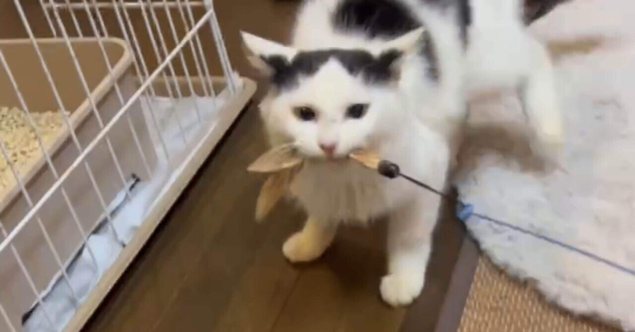 保護してから14日目｜junko.resta /卒業セミナージプシー