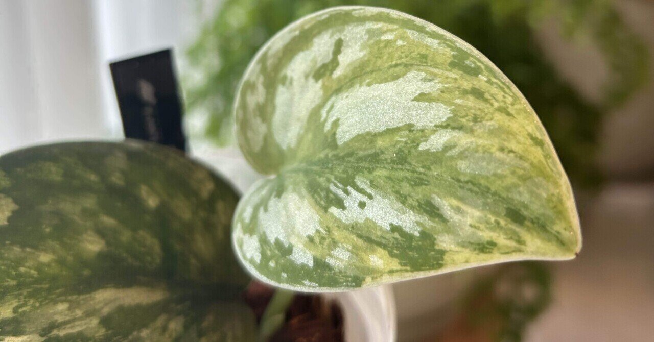 スキンダプサス エキゾチカ ホログラム ミューテーション Scindapsus exotica hologram mutation｜.nico.