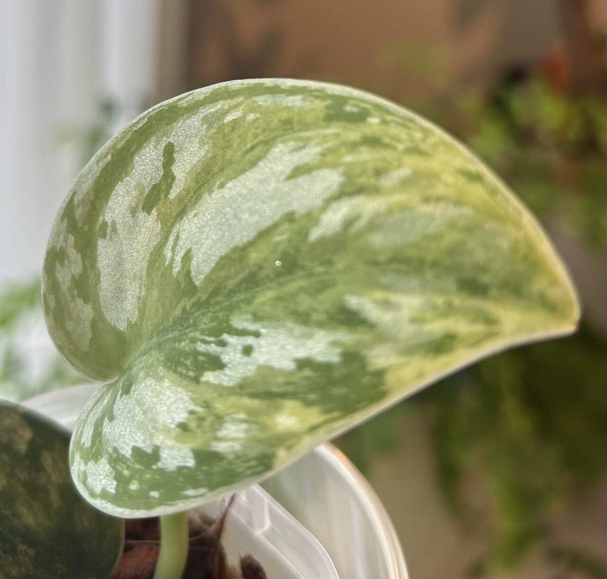 スキンダプサス エキゾチカ ホログラム ミューテーション Scindapsus exotica hologram mutation｜.nico.