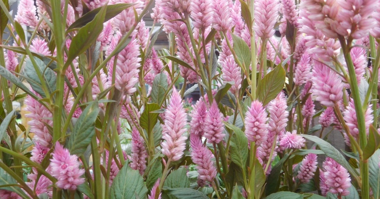 歌えなくなったんです｜Natsuki