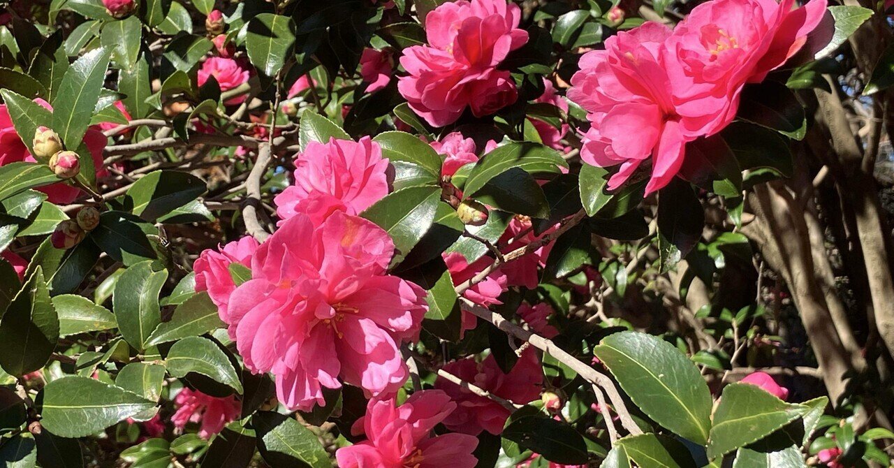 小春日和に昭和記念公園でFW｜yoshie_FW