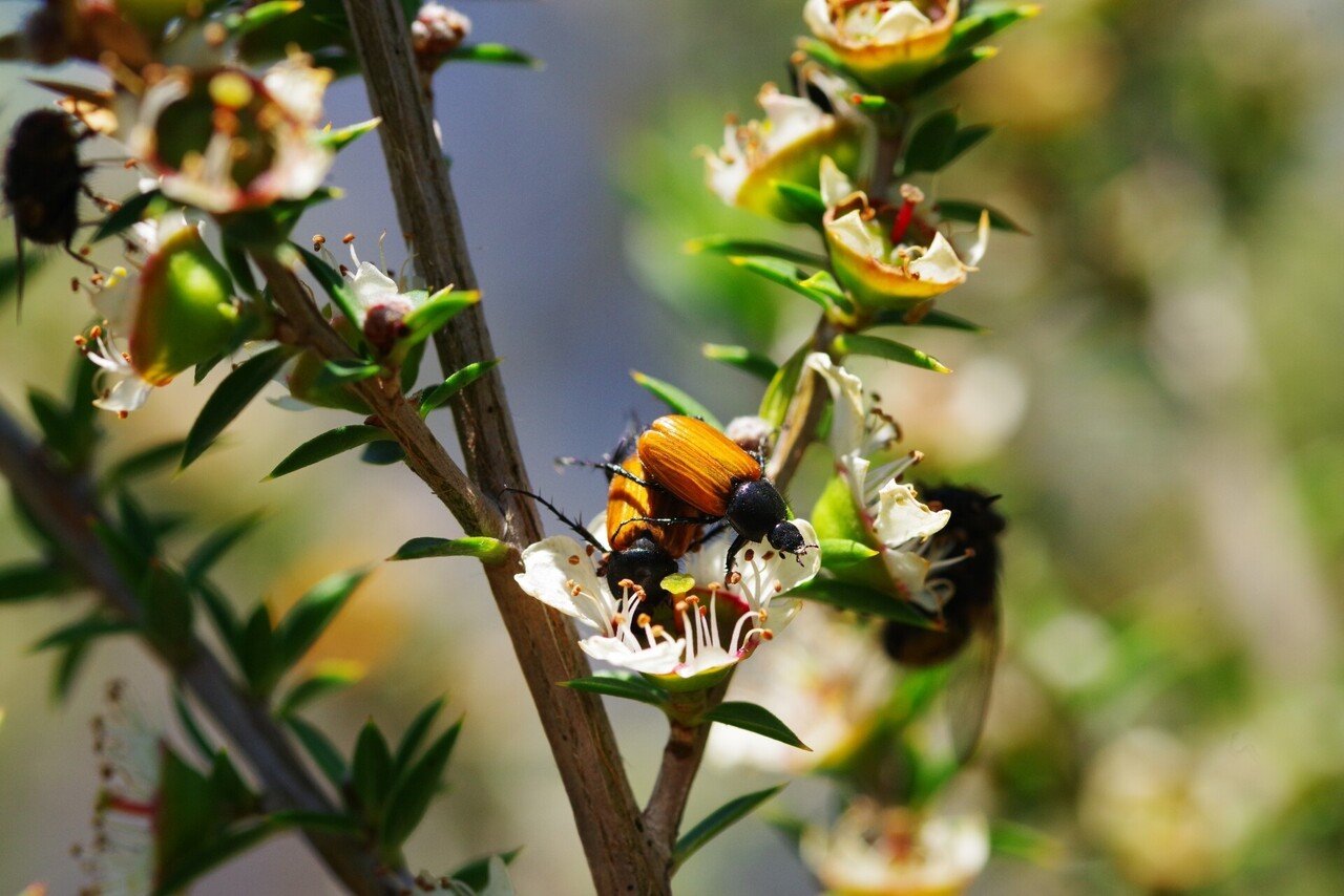 自宅でのHabitat gardening とポリネーターたち｜kaz nahuel