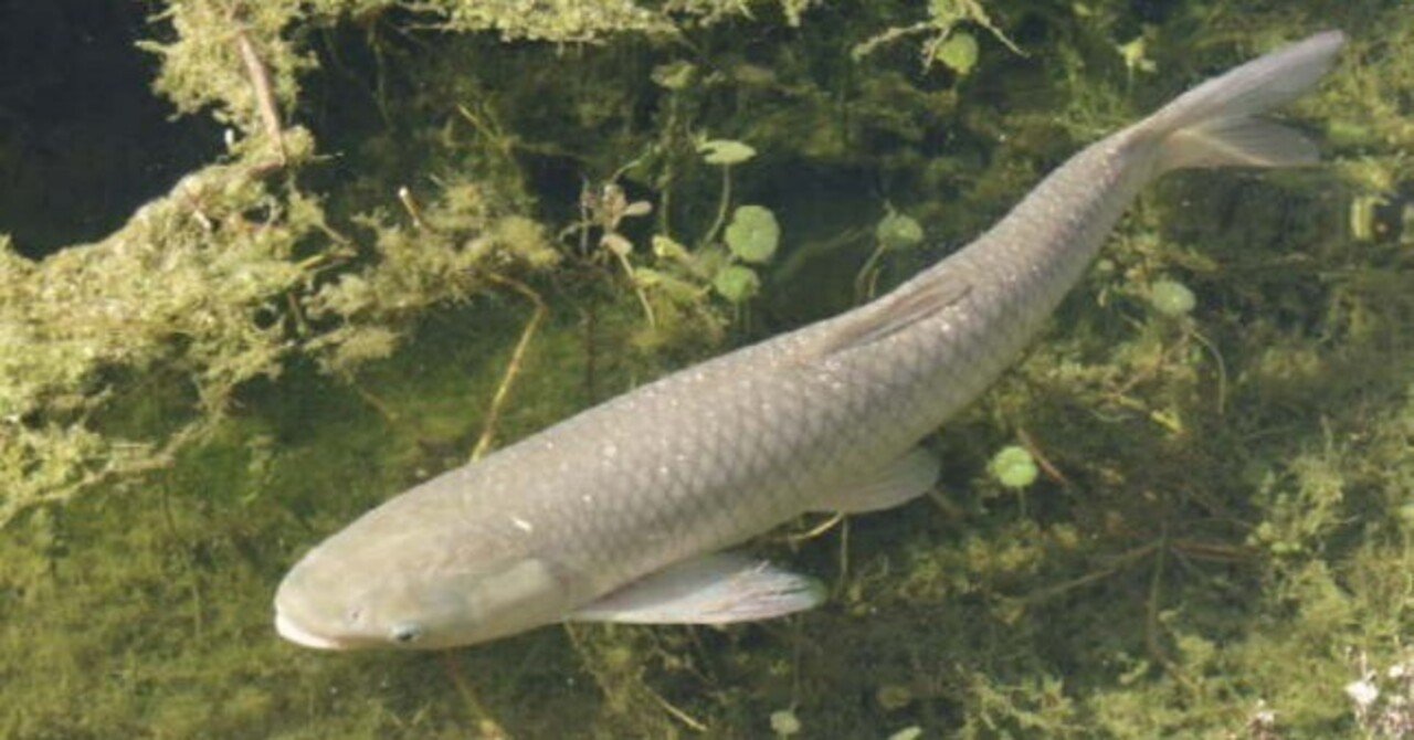 Fisheries science goro 水産知識④世界ではコイ類やフナ類の養殖産業が伸びている。｜水野五郞